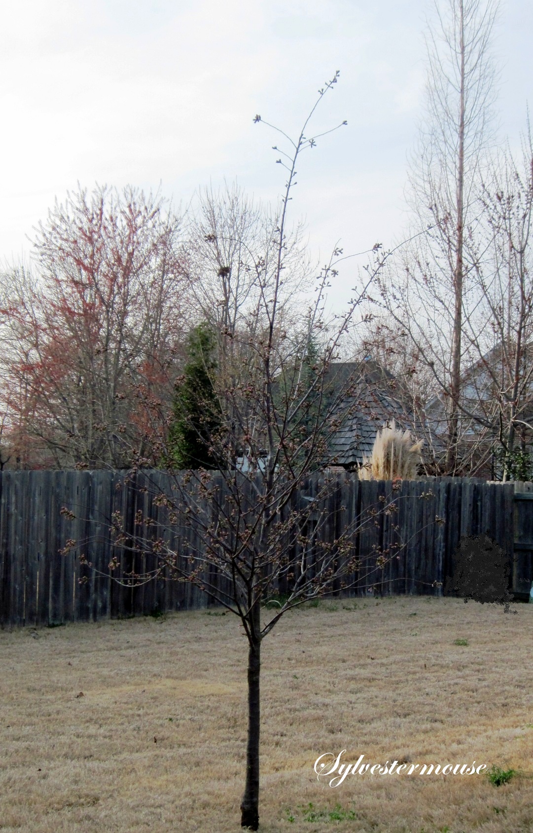 The Yoshino Cherry Tree - Easy Backyard Gardening