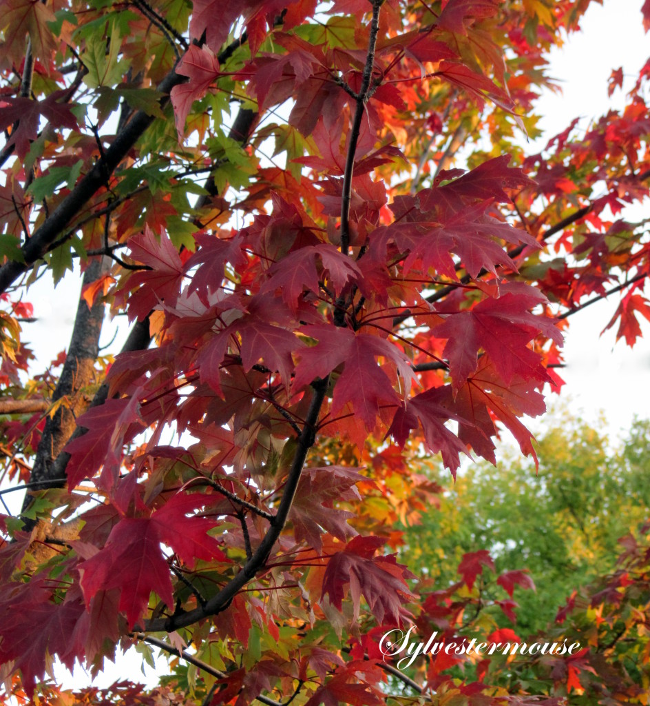 Red Maple Trees - Easy Backyard Gardening