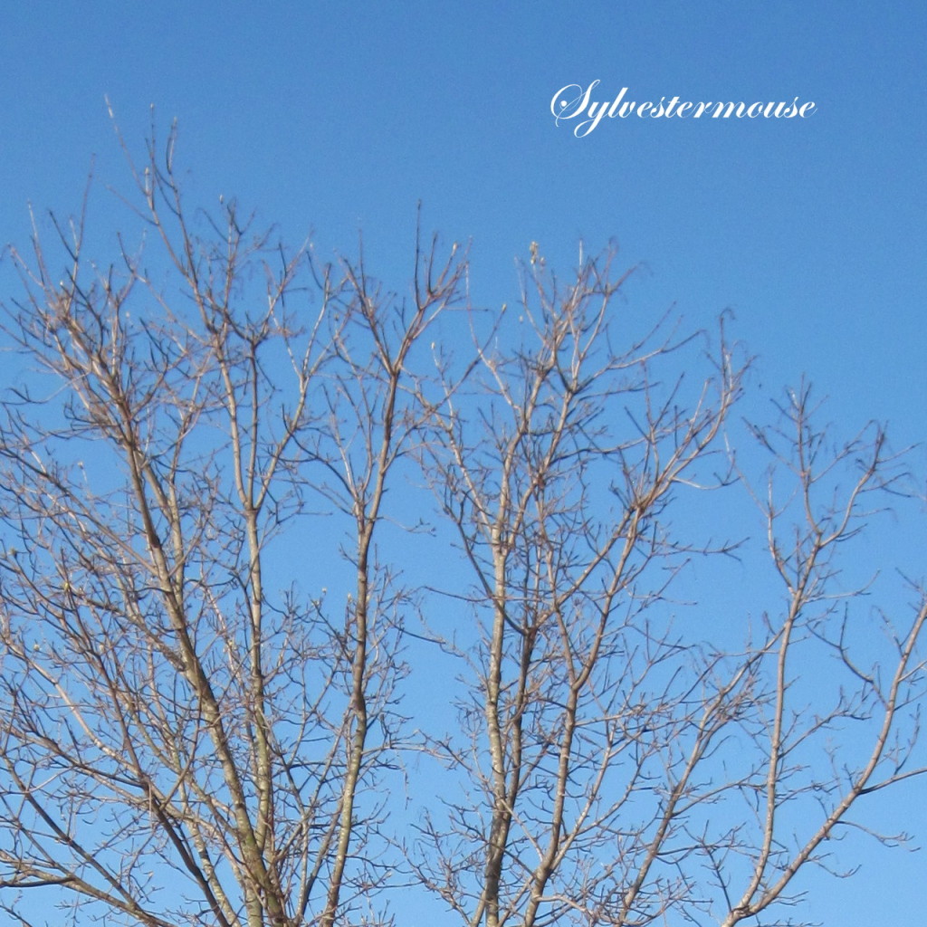 Red Maple Trees - Easy Backyard Gardening