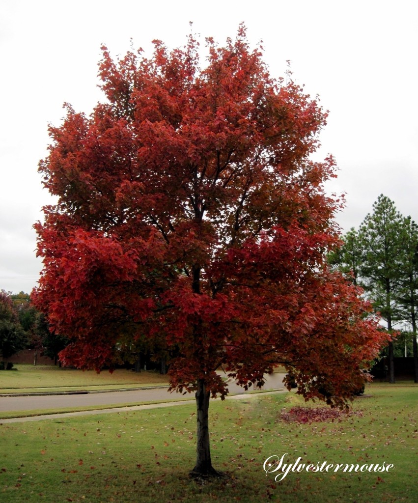 Red Maple Trees - Easy Backyard Gardening
