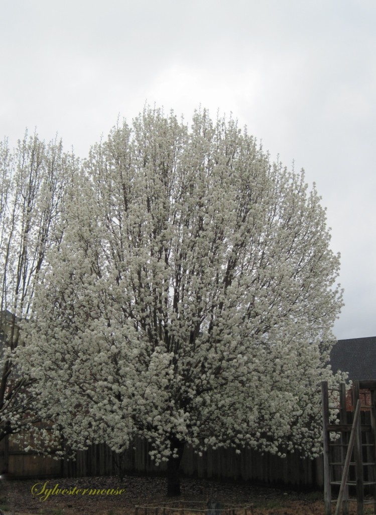Flowering Pear Trees - Easy Backyard Gardening