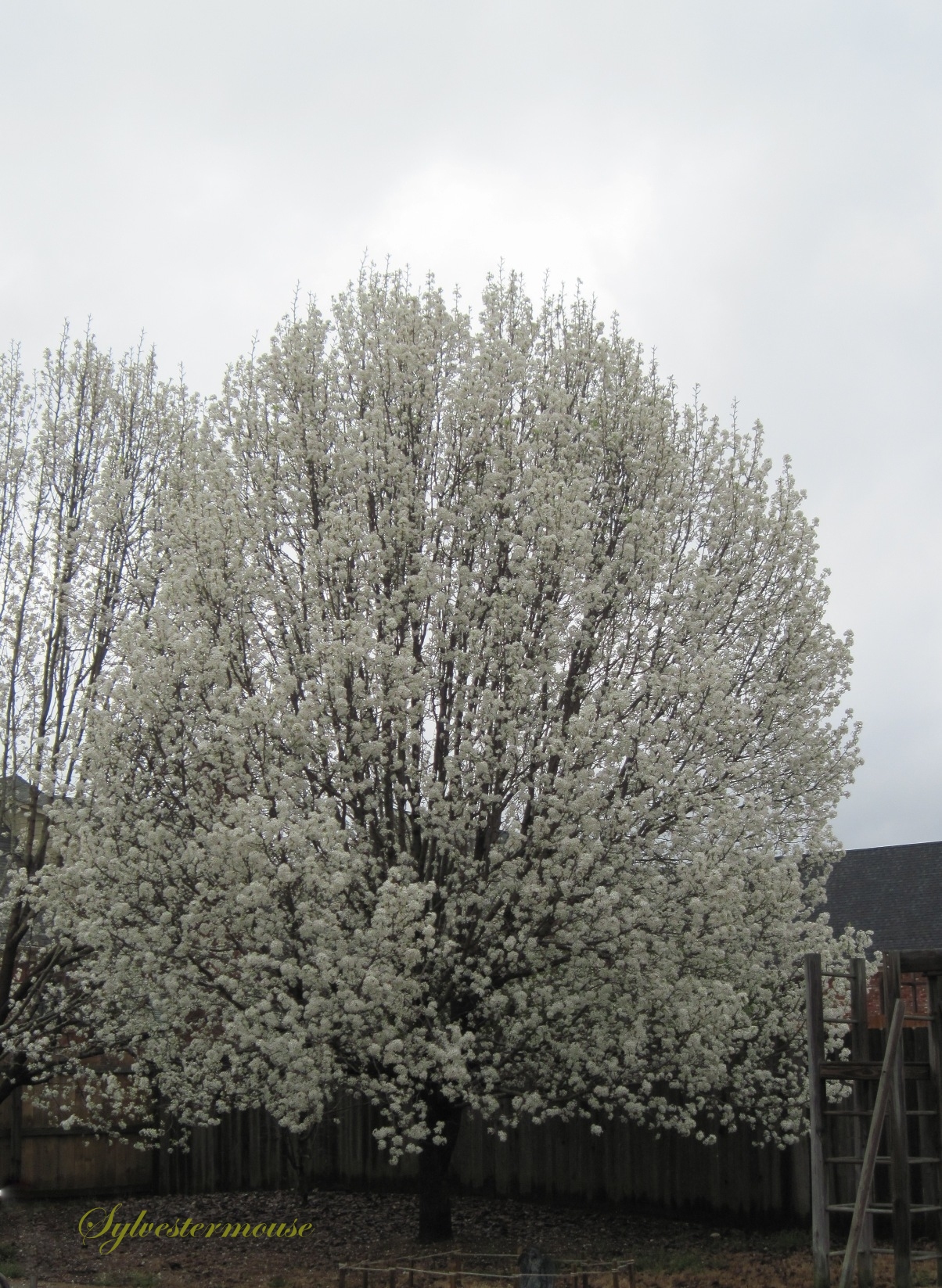 Flowering Pear Trees - Easy Backyard Gardening