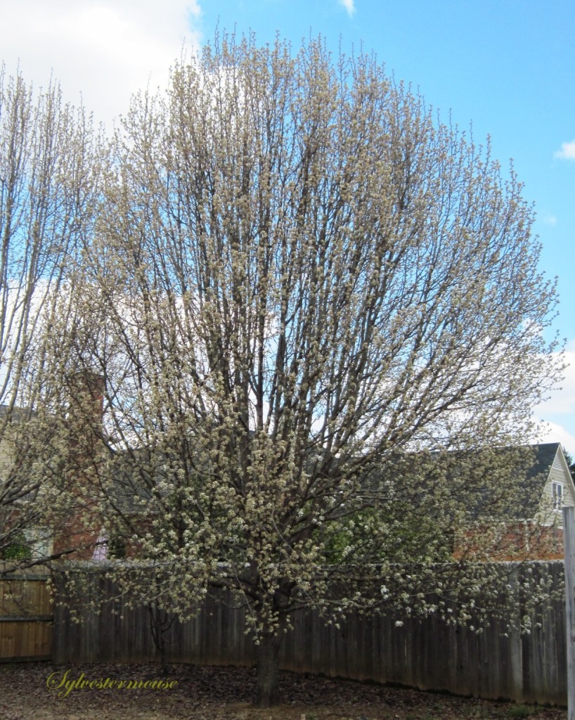 Flowering Pear Trees - Easy Backyard Gardening