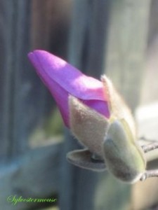 Alexander Magnolia Tree aka Tulip Tree - Easy Backyard Gardening
