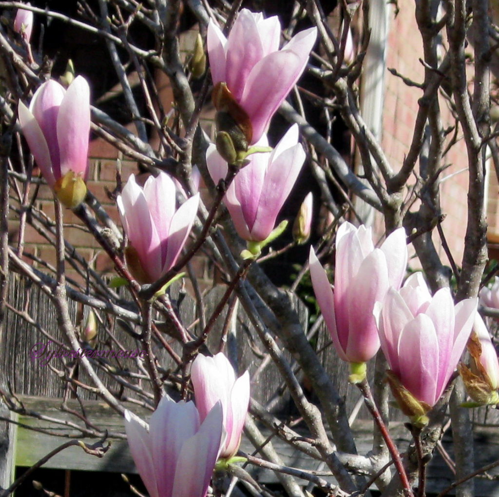 The Jane Magnolia Tree - Easy Backyard Gardening