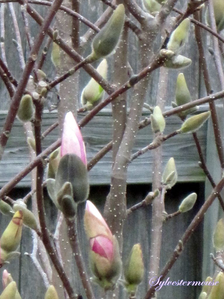 The Jane Magnolia Tree - Easy Backyard Gardening