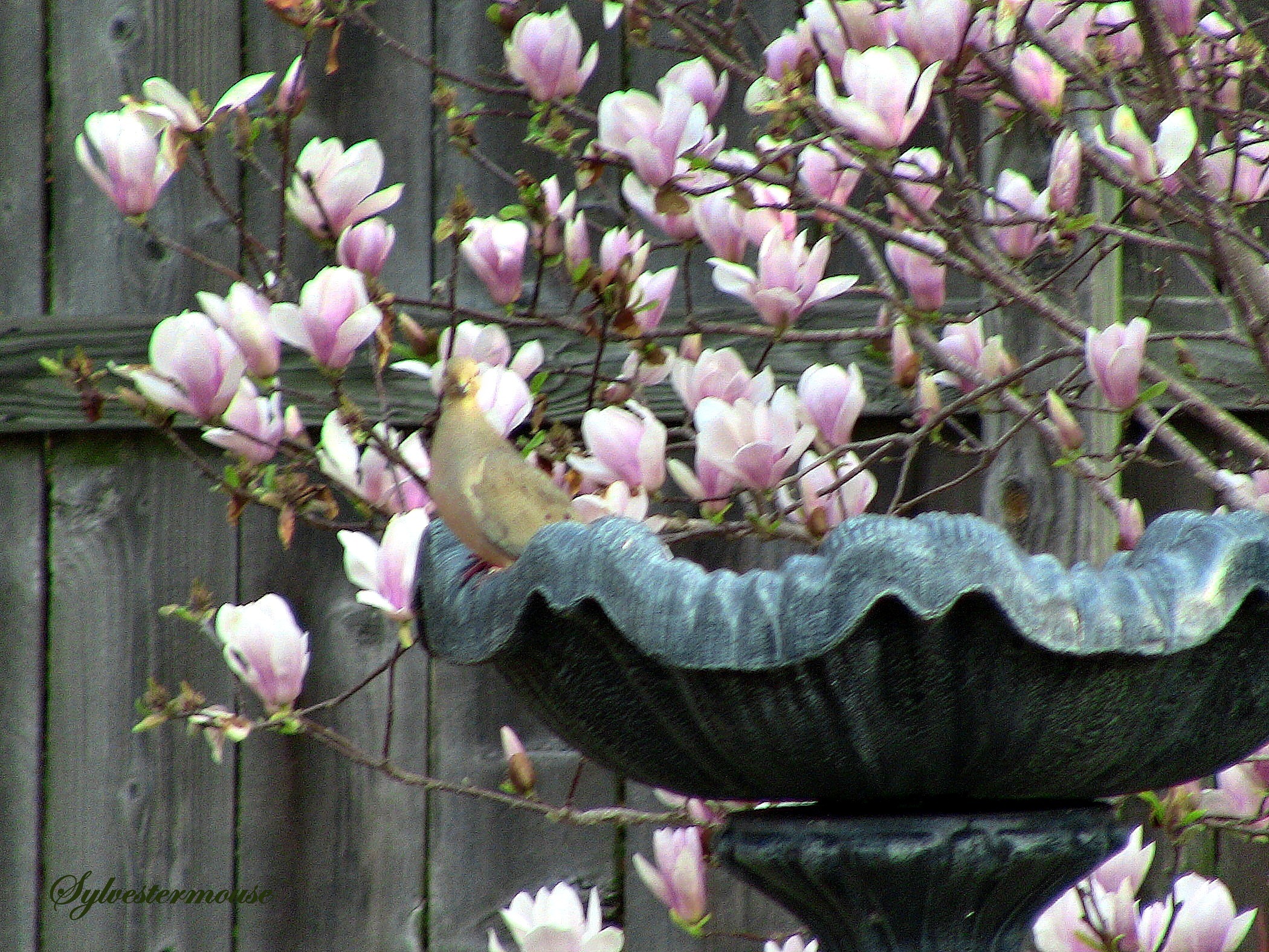The Jane Magnolia Tree - Easy Backyard Gardening