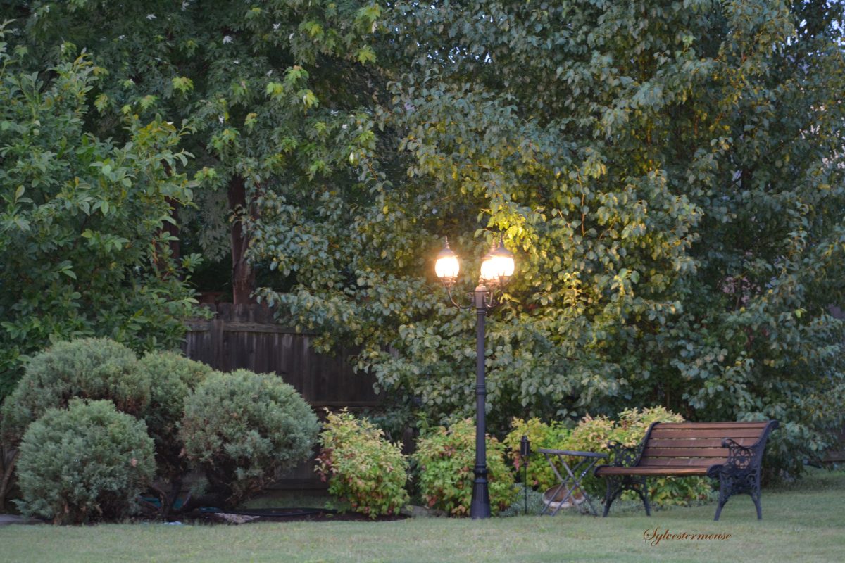 Nandina Firepower Gardening Made Easy Providing Garden