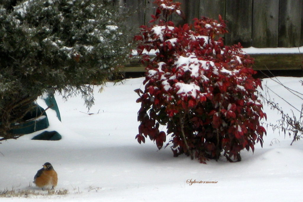 Beautiful Firepower Nandina Bush | Easy Backyard Gardening