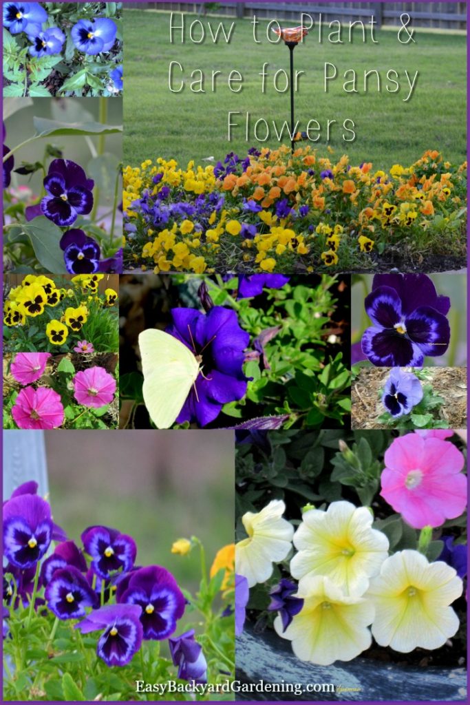 How to Plant and Care for Pansy Flowers (Pansies) - Easy Backyard Gardening
