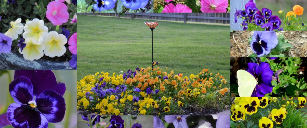How to Plant and Care for Pansy Flowers (Pansies) - Easy Backyard Gardening