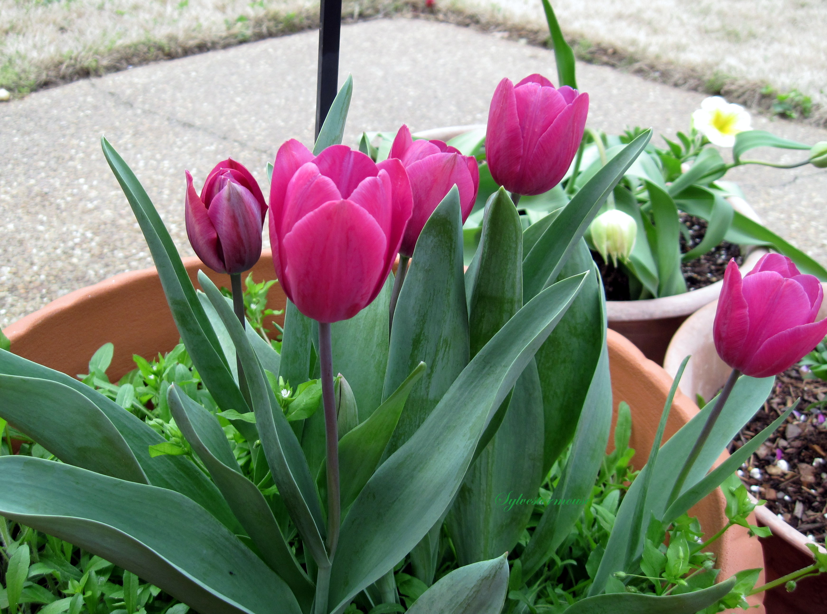 Container Gardening with Flowers - Easy Backyard Gardening