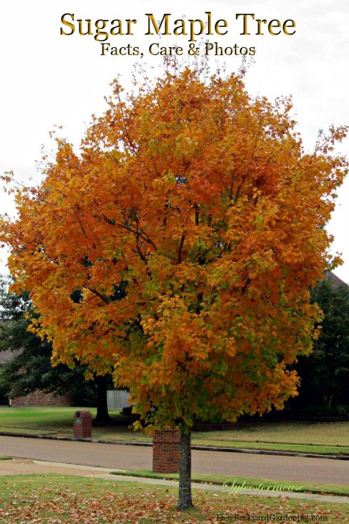 The Glorious Appearance of the Sugar Maple Tree - Easy Backyard Gardening