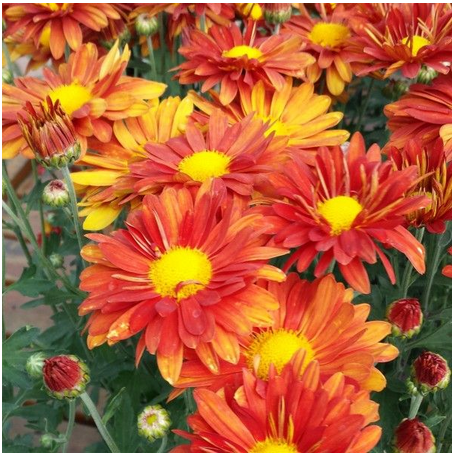 Mums - Hardy Chrysanthemums for Fall Color - Easy Backyard Gardening