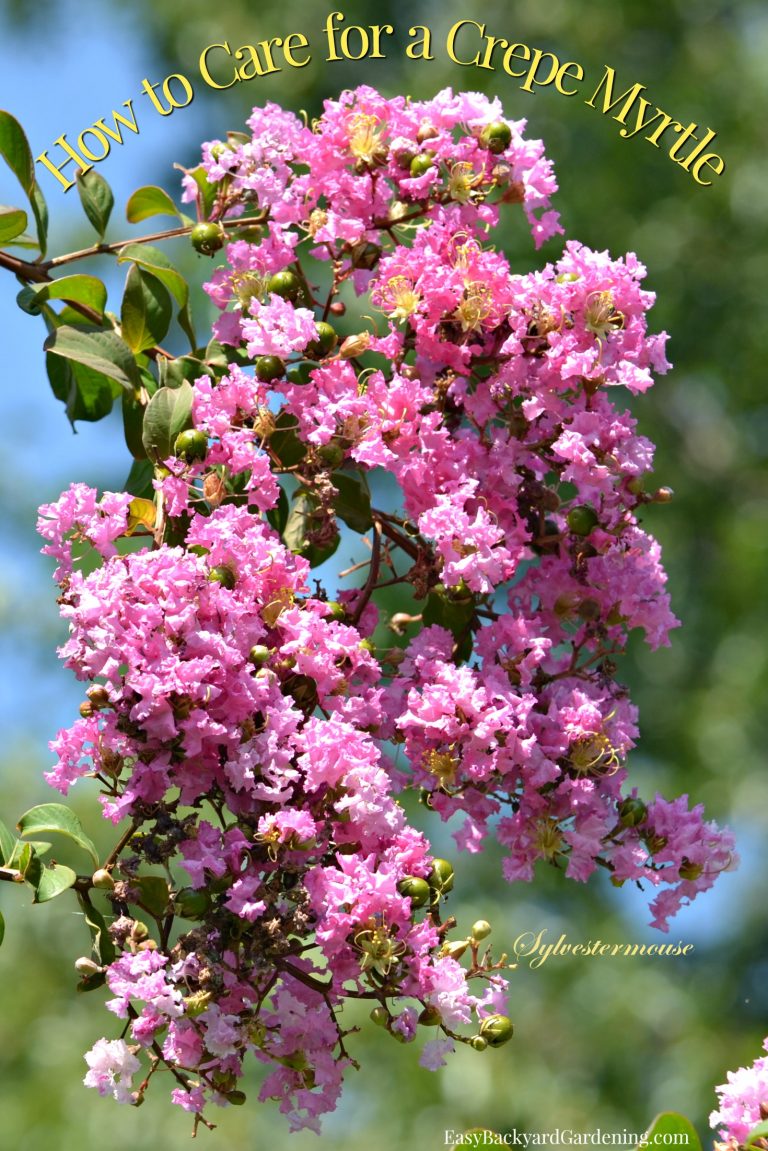 Crepe Myrtles are Easy and Beautiful Bushes & Trees - Easy Backyard ...